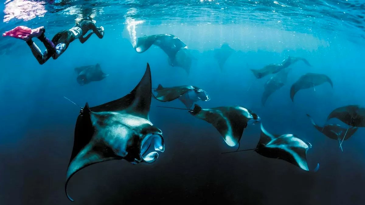 THE NAUTILUS MALDIVES – LUXURY